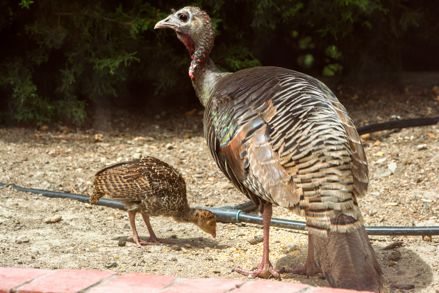 Mama and baby turkey!