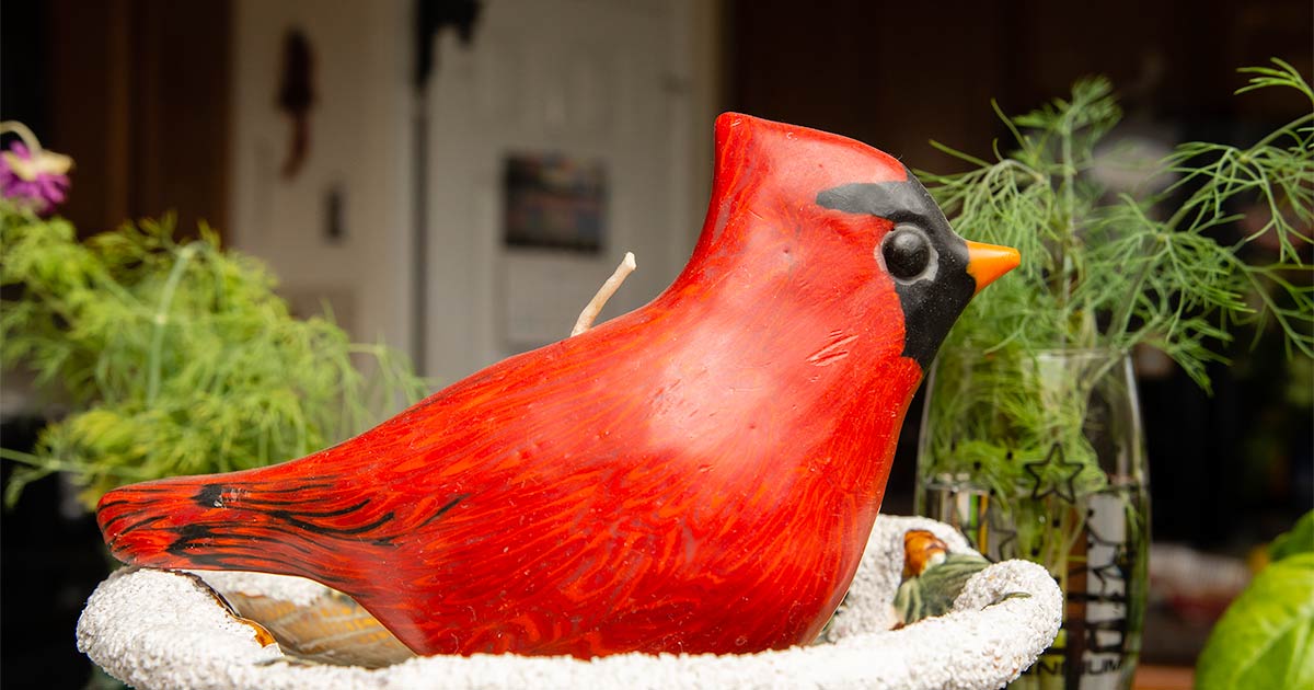 Cardinal!